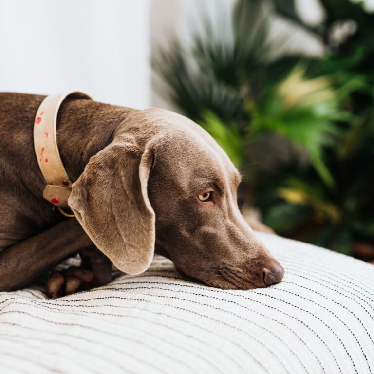 Vermi nelle feci del cane: sintomi, rischi per l’uomo e rimedi efficaci